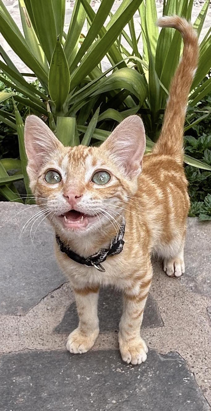 About Soft Paws – About Soft Paws